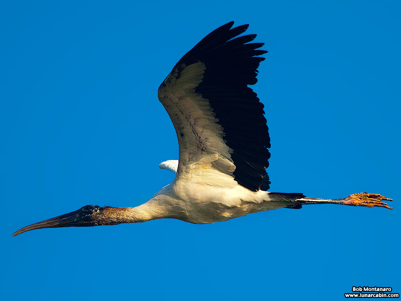 Early Morning Wood Storks – Range Tracking