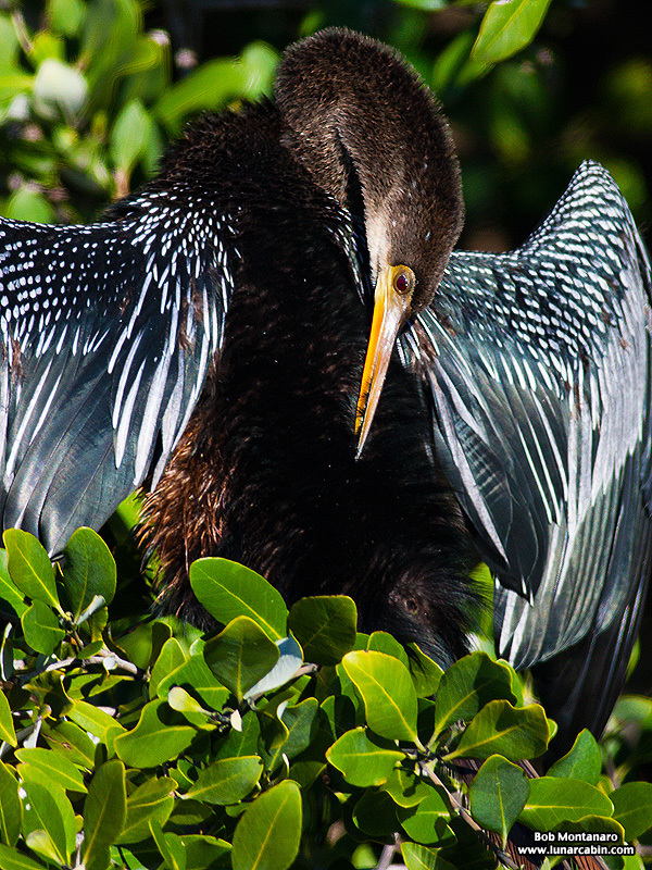 Anhinga in the Mangroves – Range Tracking