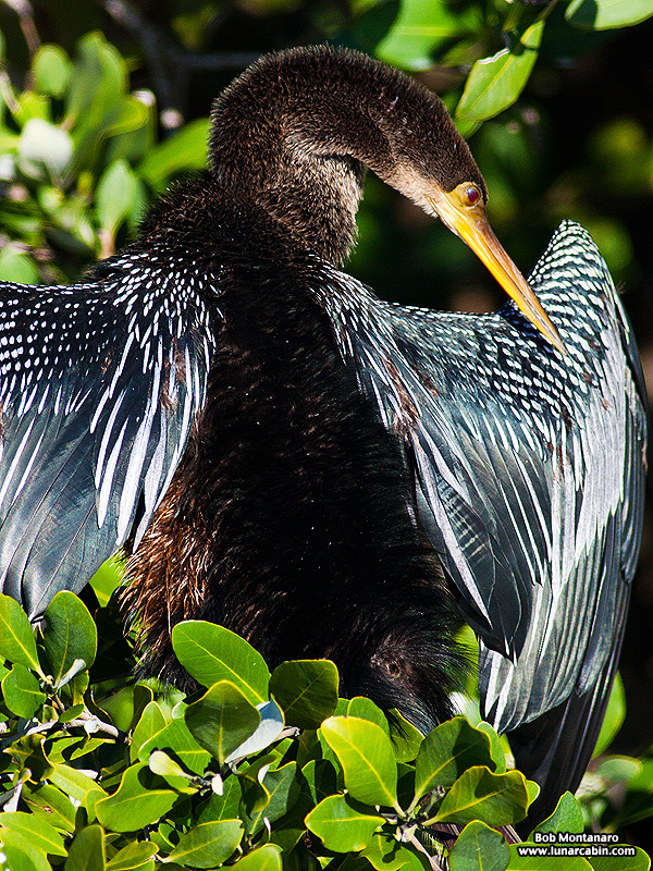 Anhinga in the Mangroves – Range Tracking
