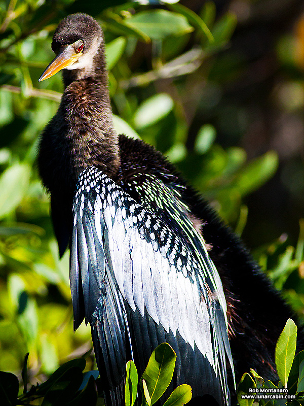 Anhinga in the Mangroves – Range Tracking