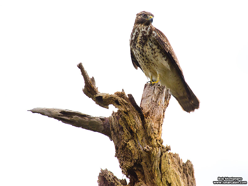 Sharp-eyed Hawk – Range Tracking