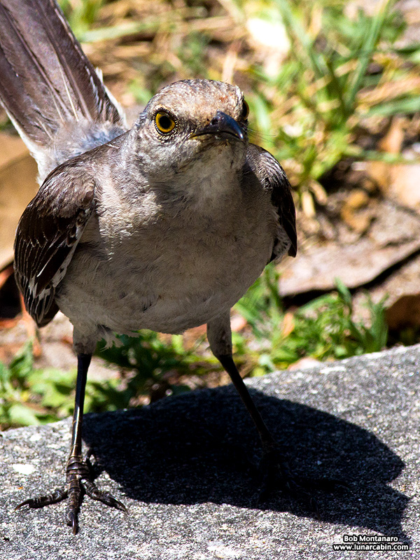 Mad Mockingbird – Range Tracking