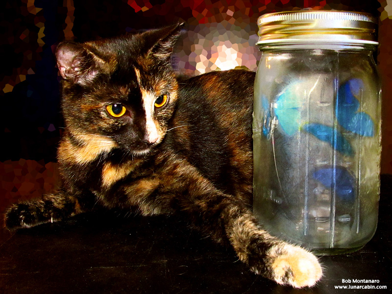 Mara Maneuvering – Range Tracking