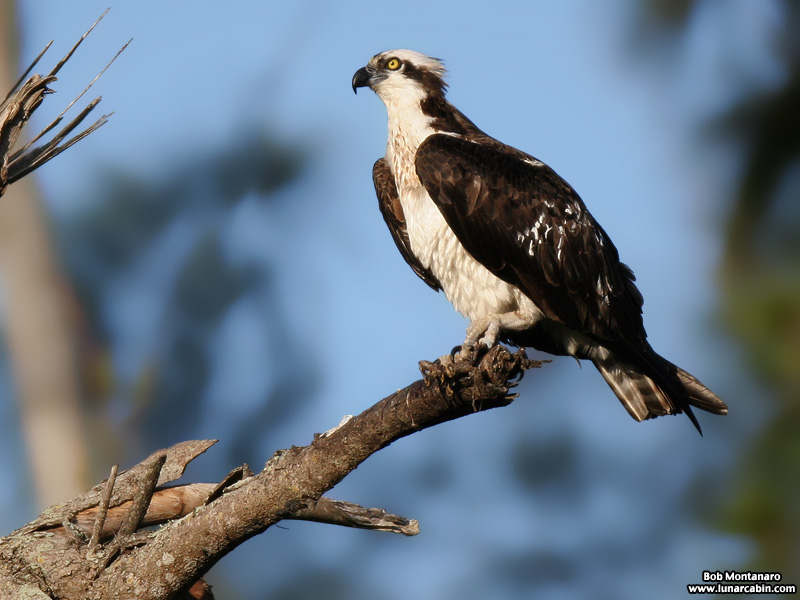 PINWR Sunday: Pandion haliaetus – Range Tracking