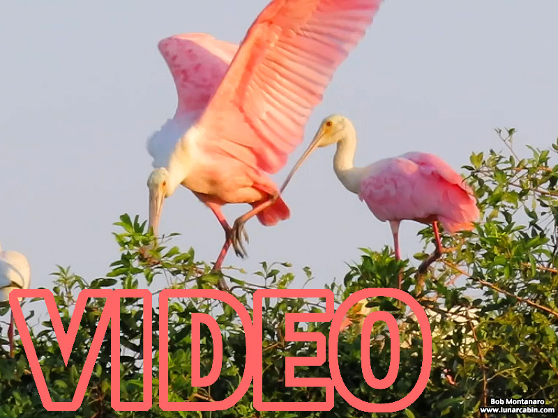 Roseate Spoonbill Video Sampler – Range Tracking