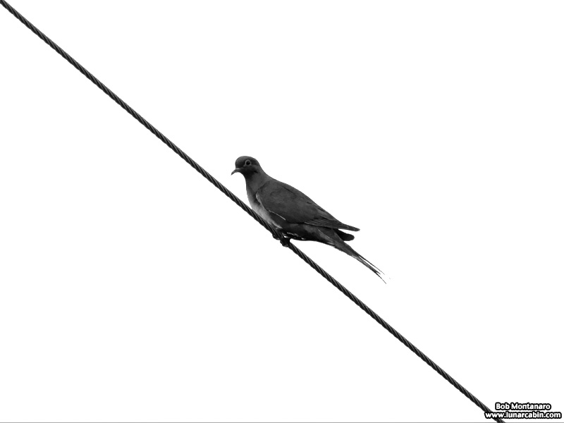 The Diagonal – Range Tracking