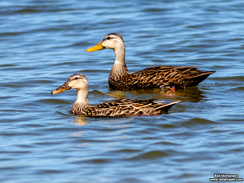 Perfect Unanimity – Range Tracking