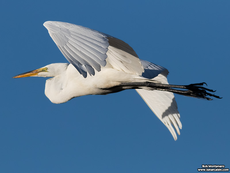Feather Map – Range Tracking