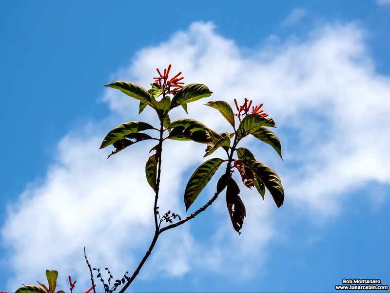 Firebush – Range Tracking