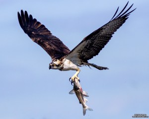 Fresh Fish – Range Tracking