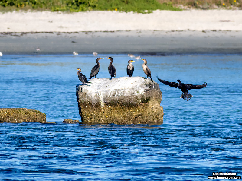 Guano Rock – Range Tracking