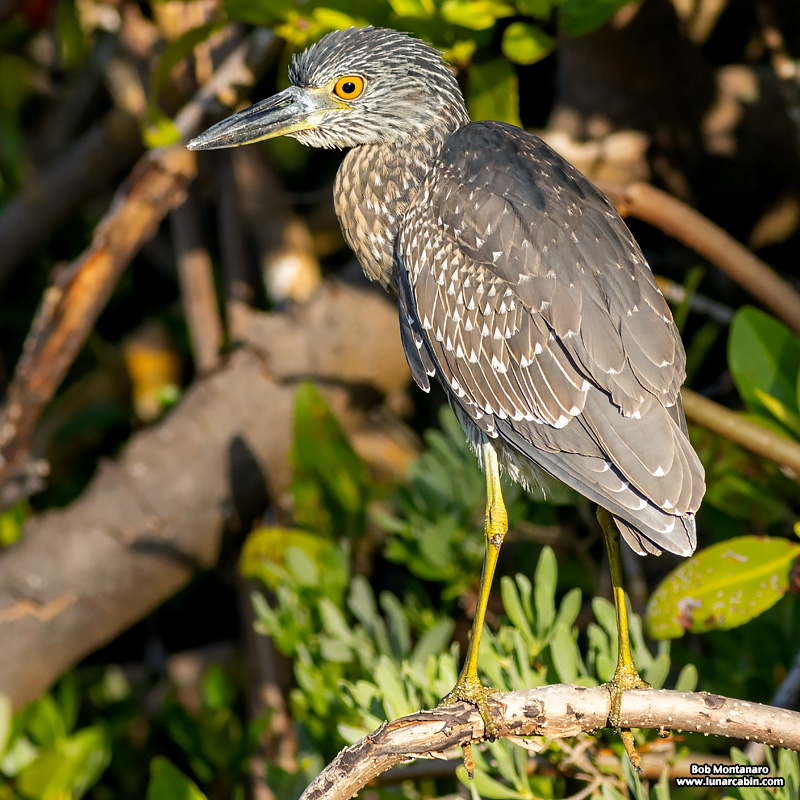 Yellow Eyes – Range Tracking