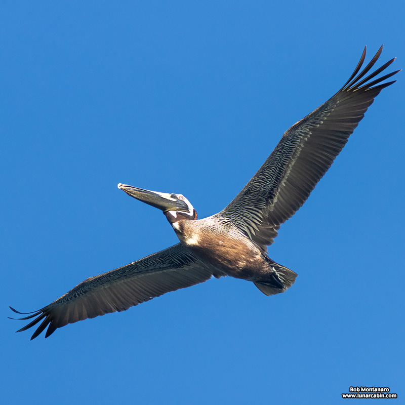 Sky Presence – Range Tracking