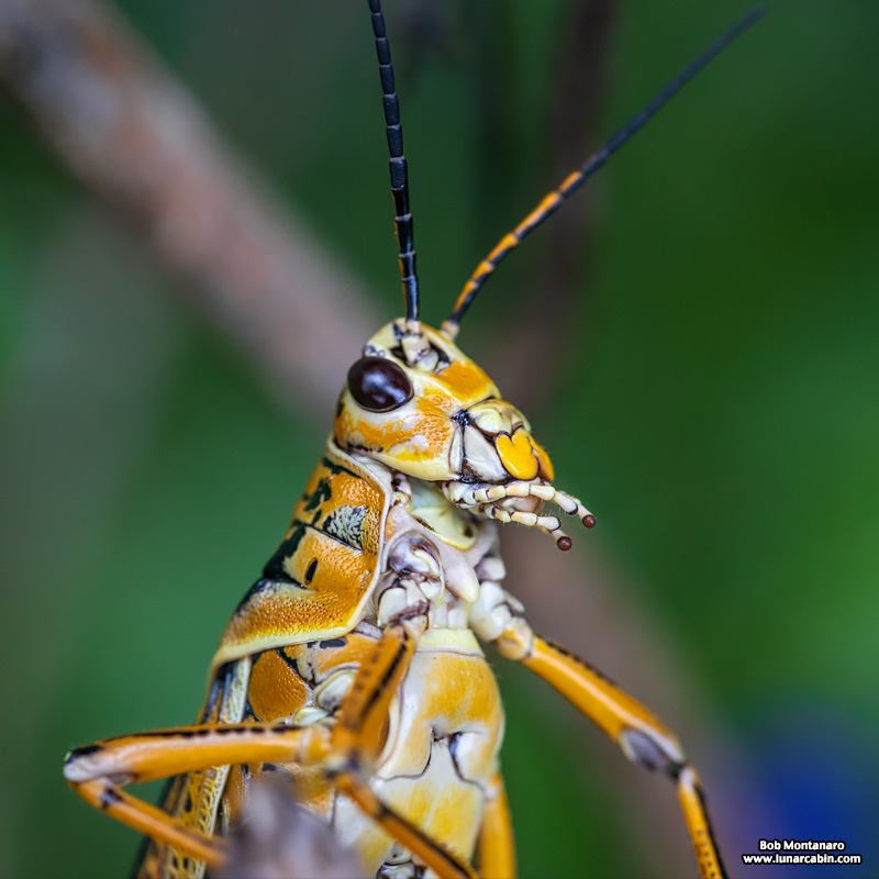 Grass | Hopper – Range Tracking